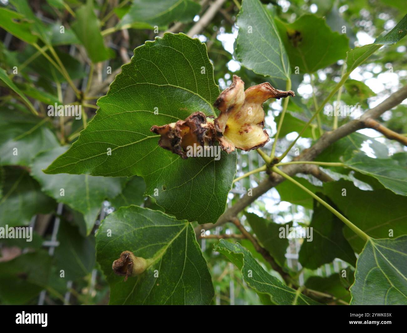 Poplar Leaf-stem Gall Aphids (Pemphigus Stock Photo - Alamy