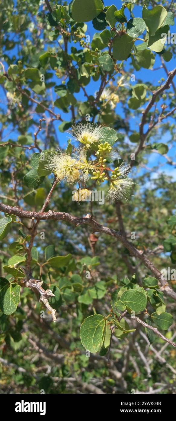 Catclaw Blackbead (Pithecellobium unguis-cati Stock Photo - Alamy