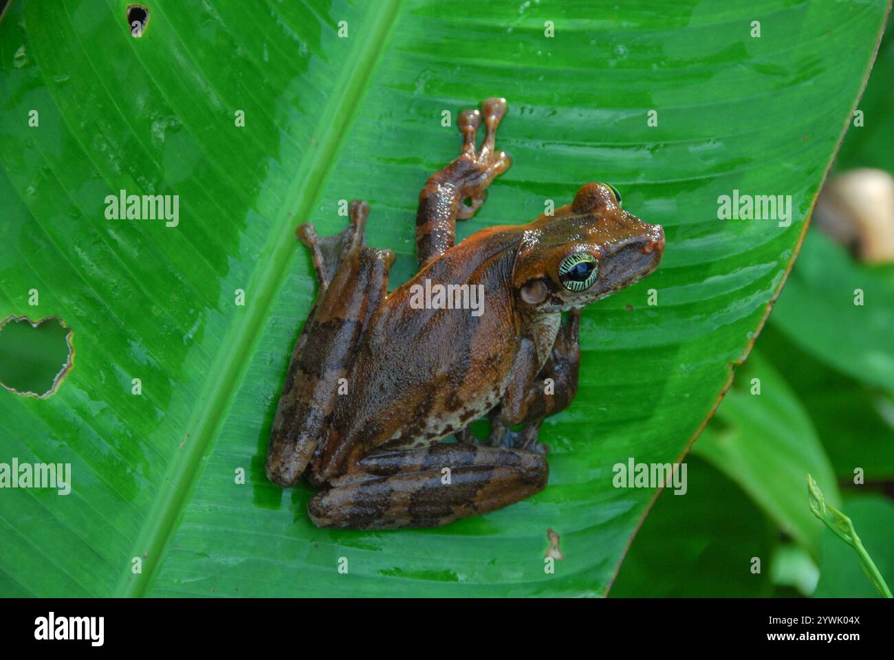 Manaus Spiny-backed Frog (Osteocephalus taurinus Stock Photo - Alamy