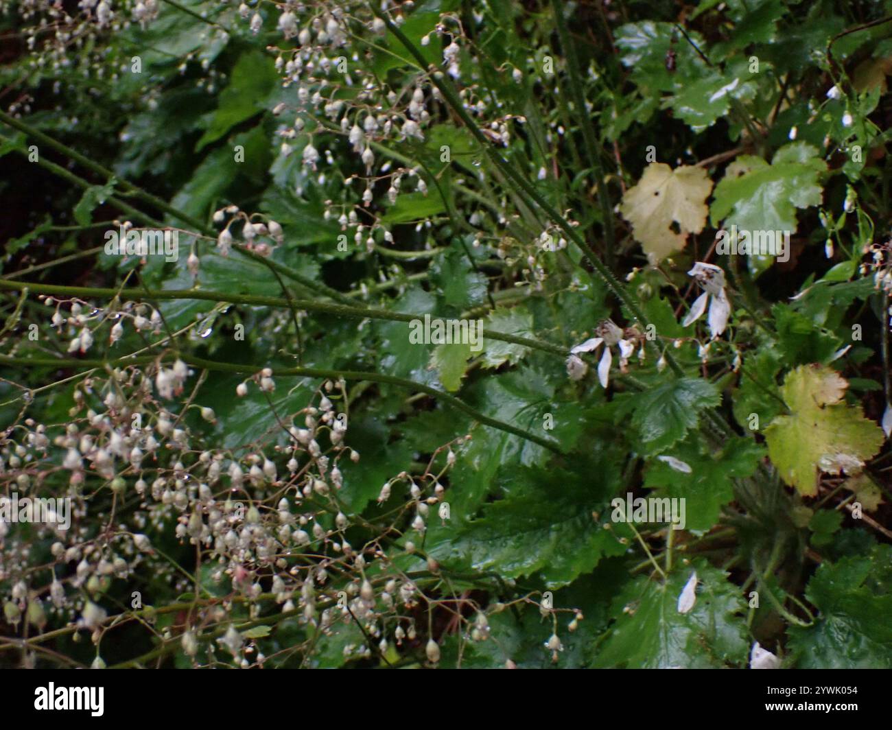 crevice alumroot (Heuchera micrantha Stock Photo - Alamy