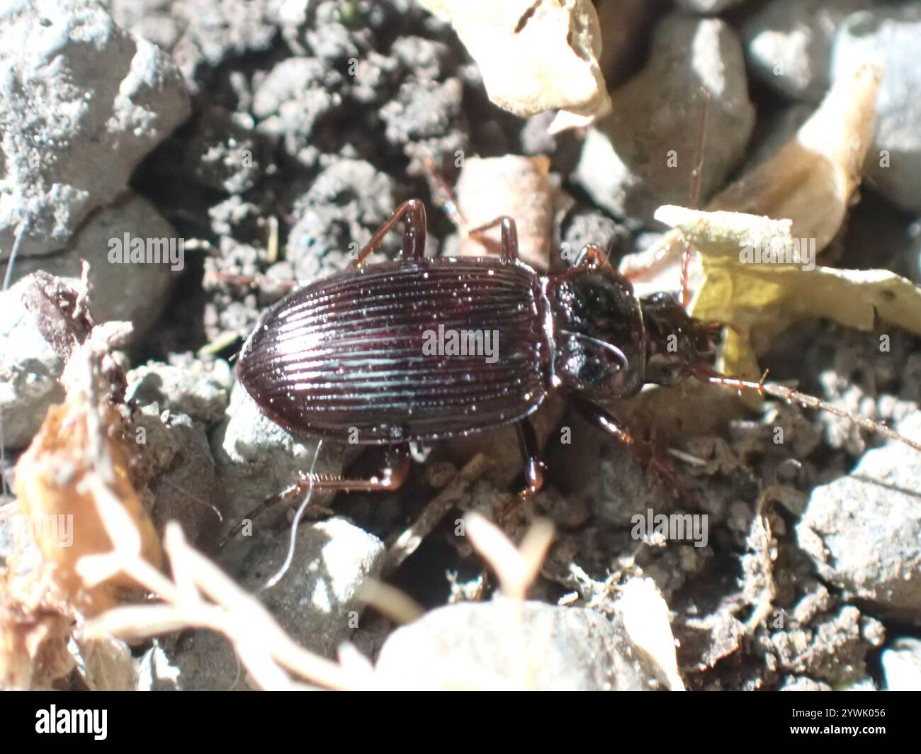 European Gazelle Beetle (Nebria brevicollis Stock Photo - Alamy