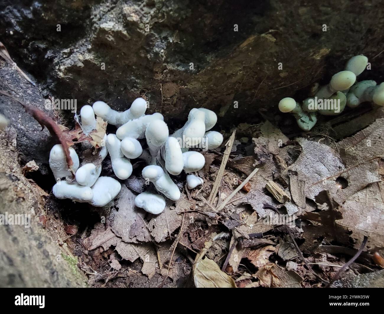 dead man's fingers (Xylaria polymorpha Stock Photo - Alamy