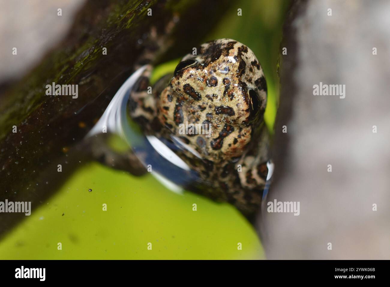 Western Toad (Anaxyrus boreas Stock Photo - Alamy