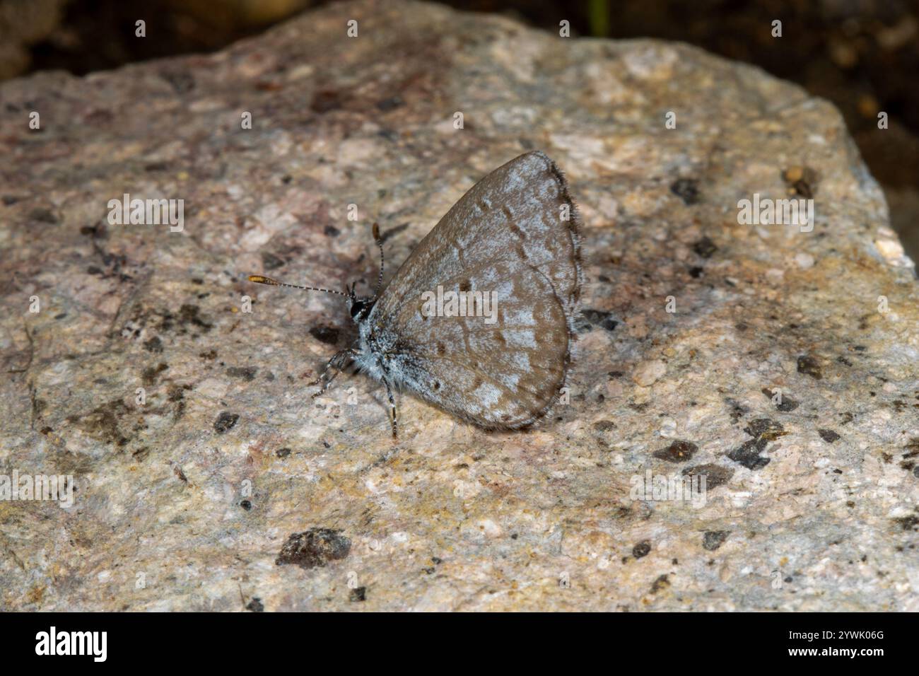 Northern Azure (Celastrina lucia Stock Photo - Alamy