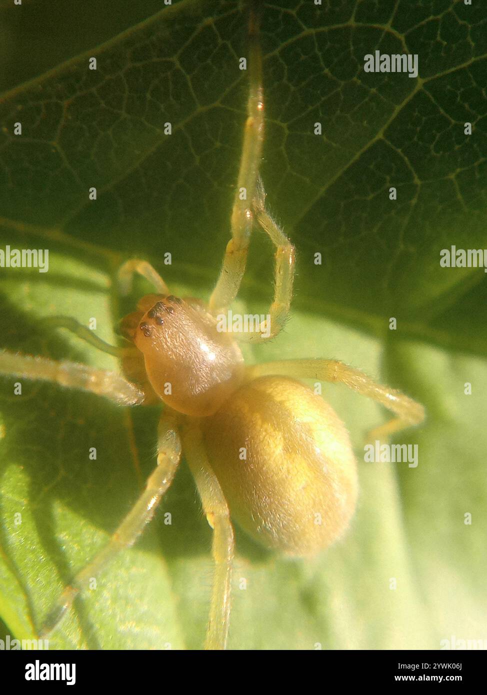 Northern Yellow Sac Spider (Cheiracanthium mildei Stock Photo - Alamy