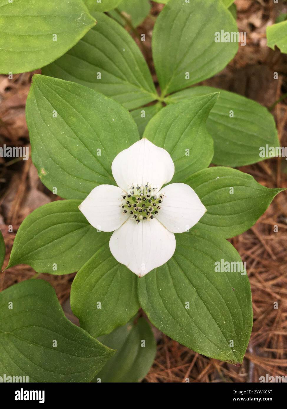 Canadian bunchberry (Cornus canadensis Stock Photo - Alamy