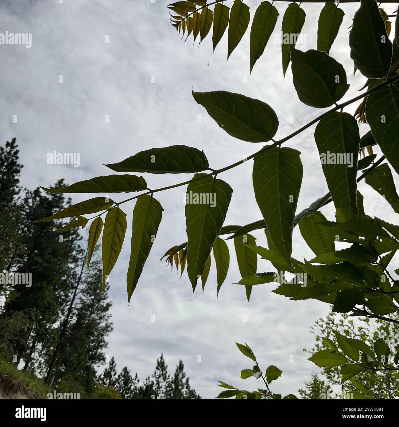 tree-of-heaven (Ailanthus altissima Stock Photo - Alamy