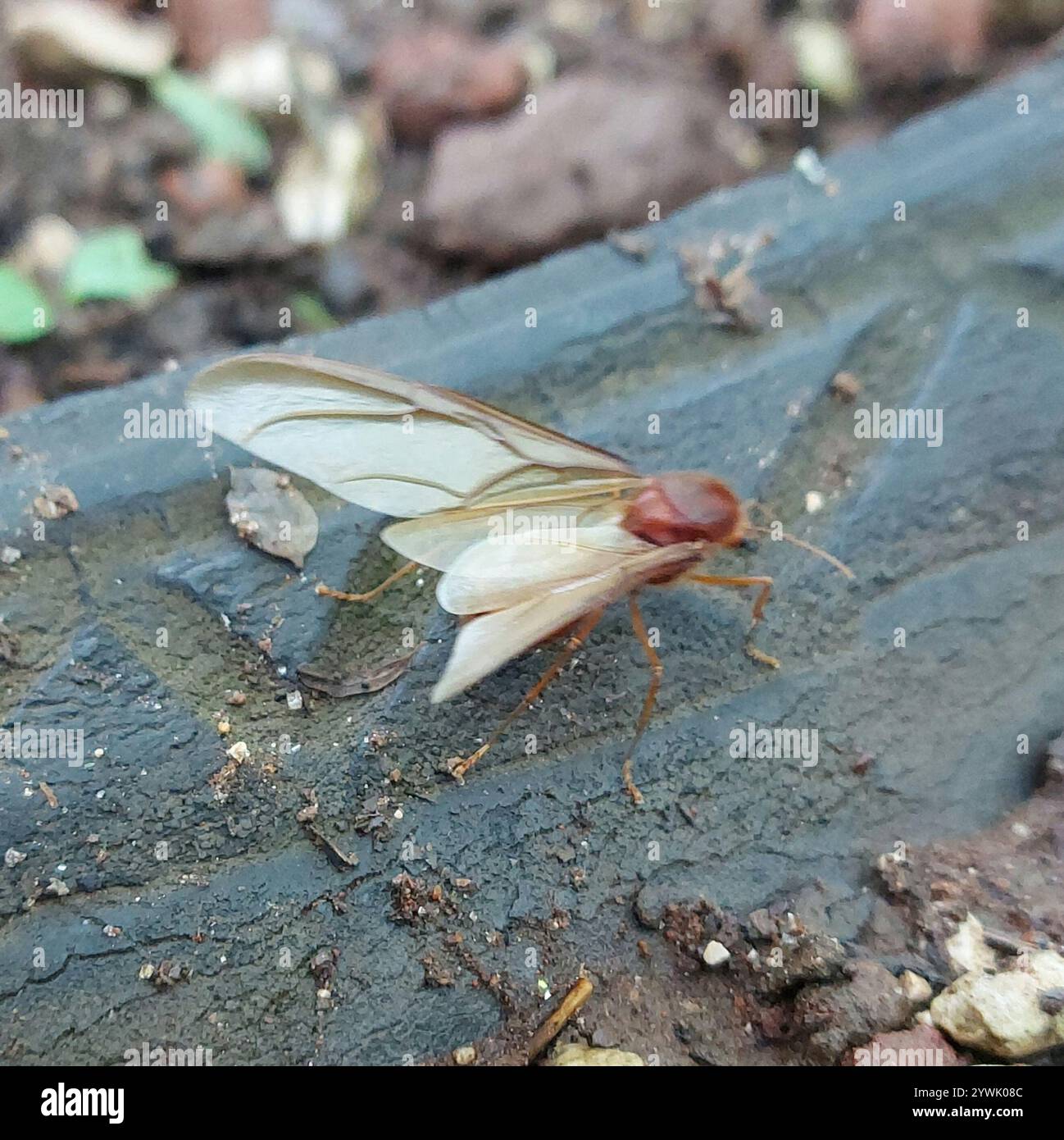 Chicatana Leafcutter Ant (Atta mexicana Stock Photo - Alamy