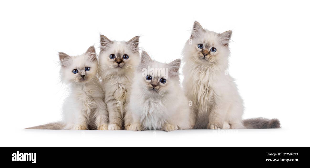 Group of 4 adorable Sacred Birman cat kittens, sitting beside eachother ...