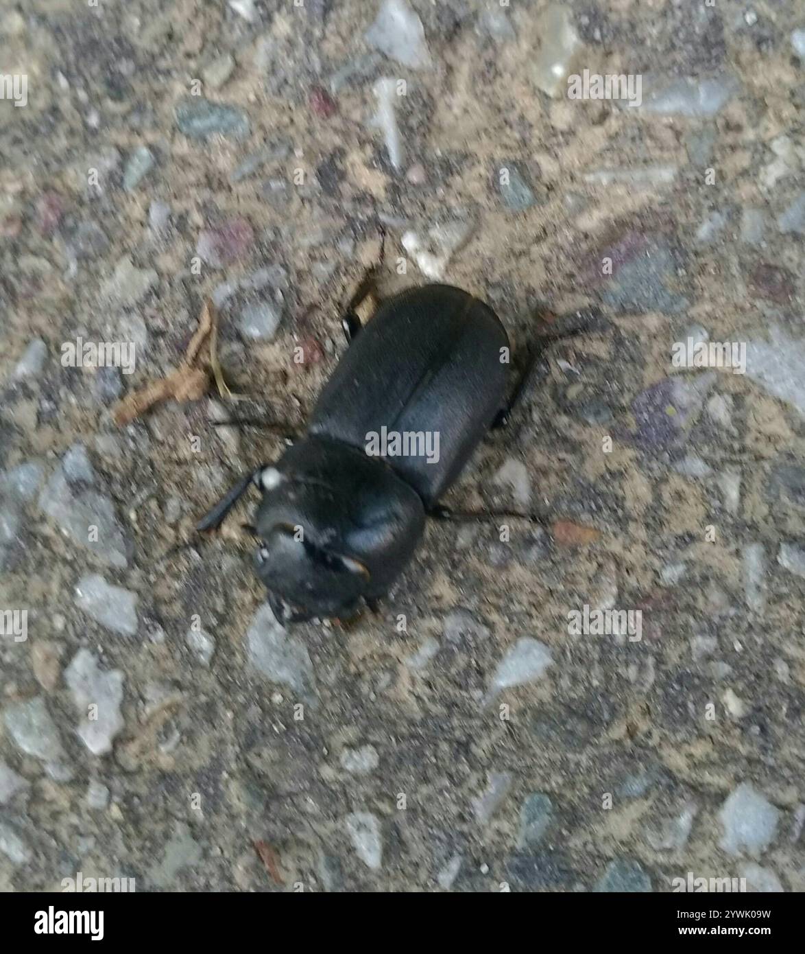 Lesser Stag Beetle (Dorcus parallelipipedus Stock Photo - Alamy