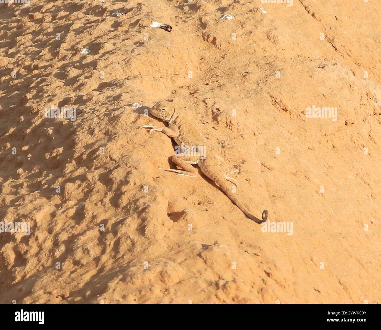 Central Asian Toadhead Agama (Phrynocephalus guttatus Stock Photo - Alamy
