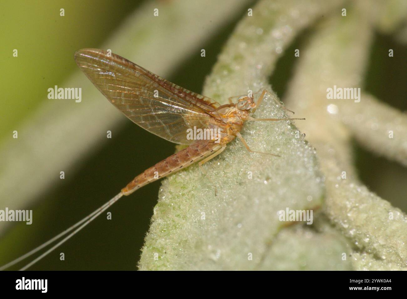 Small Mayflies (Baetidae Stock Photo - Alamy