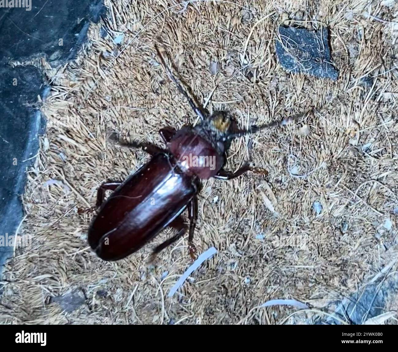 Hardwood Stump Borer (Mallodon dasystomus Stock Photo - Alamy