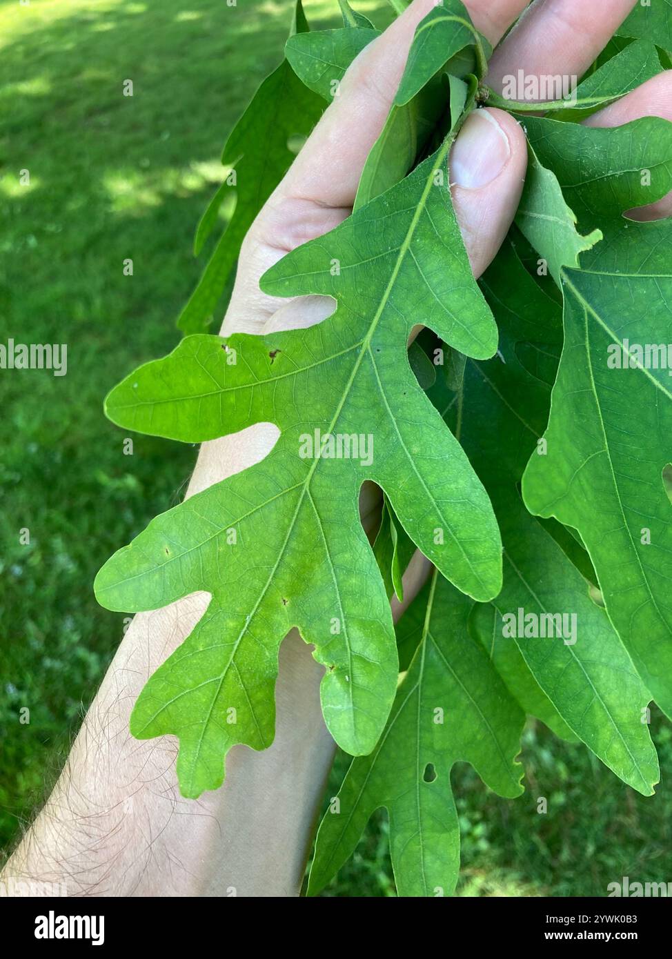 white oak (Quercus alba Stock Photo - Alamy