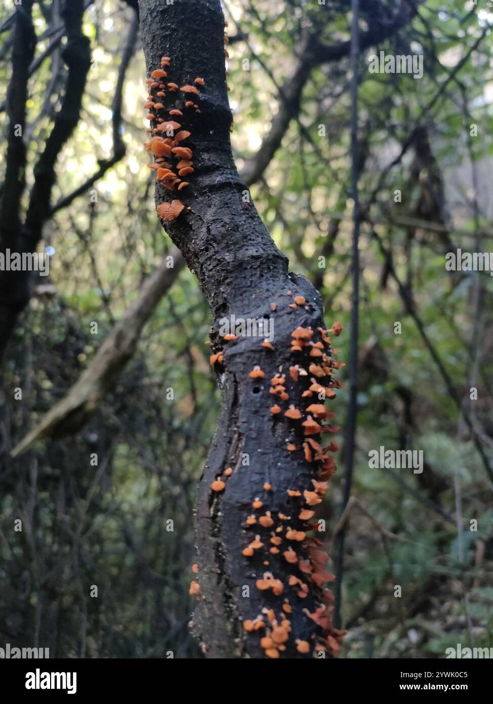 orange pore fungus (Favolaschia claudopus Stock Photo - Alamy