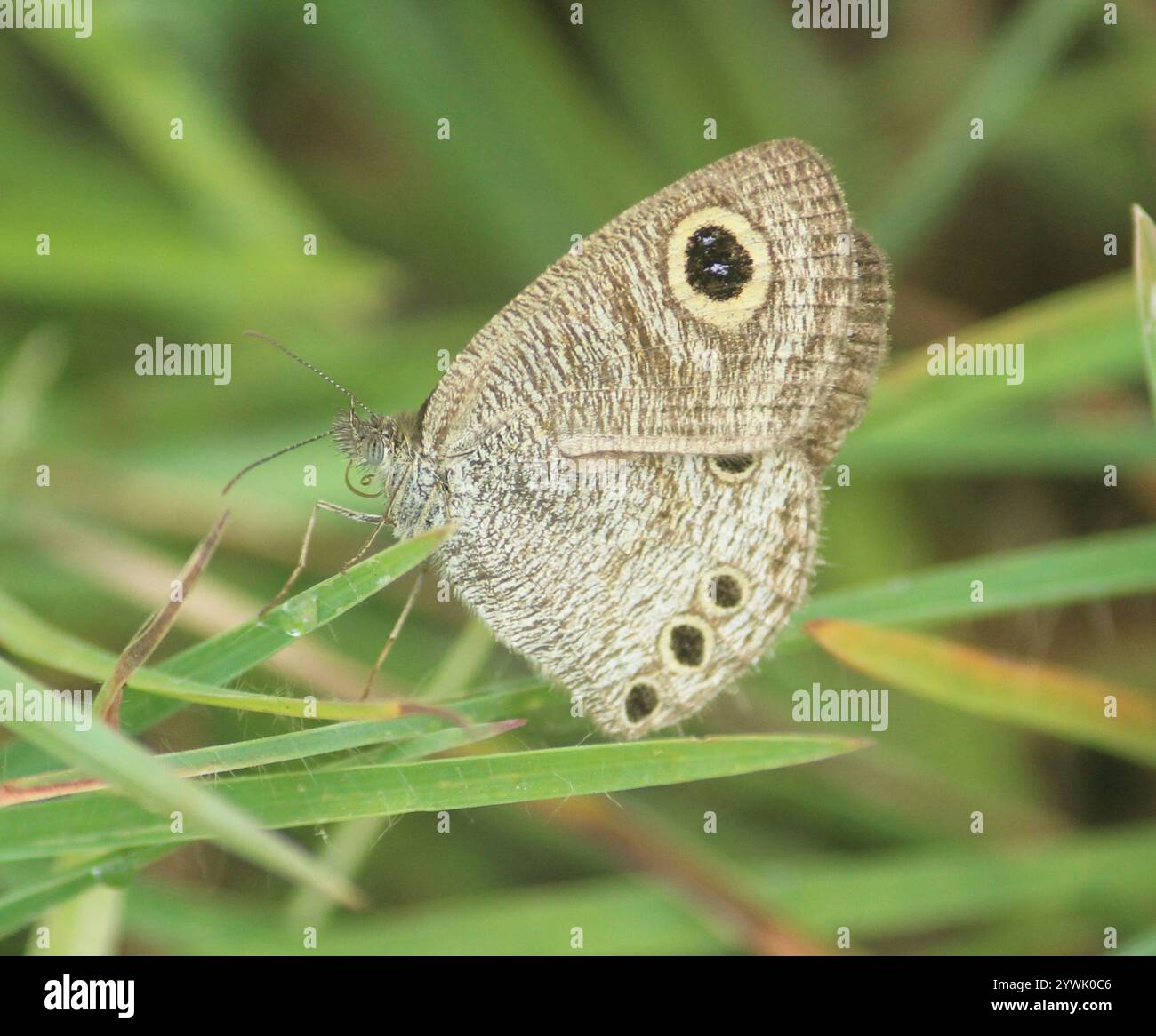 Common Four-ring (Ypthima huebneri Stock Photo - Alamy