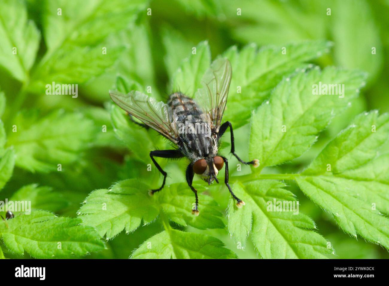 Common Flesh Flies (Sarcophaga Stock Photo - Alamy