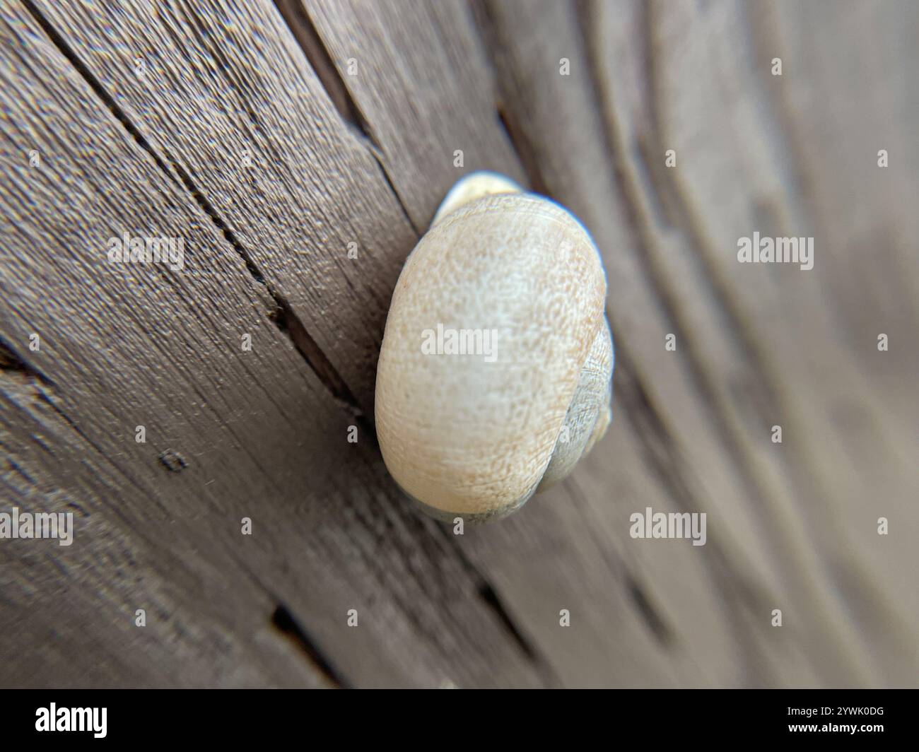 Milk Snail (Otala lactea Stock Photo - Alamy