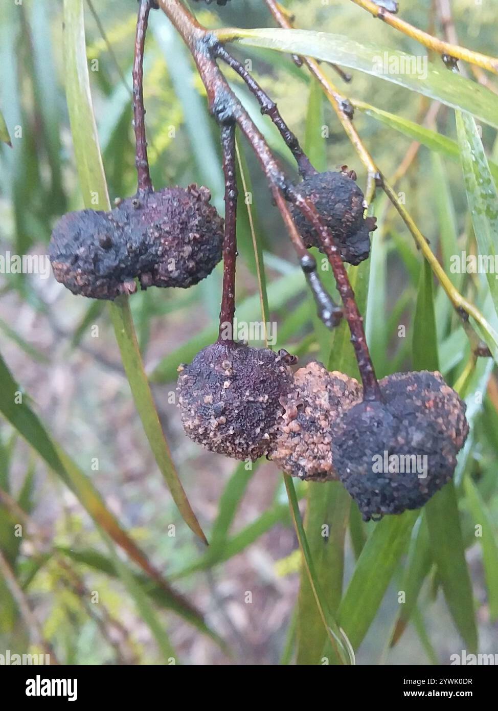 Longleaf Wattle Gall Wasp (Trichilogaster acaciaelongifoliae Stock ...