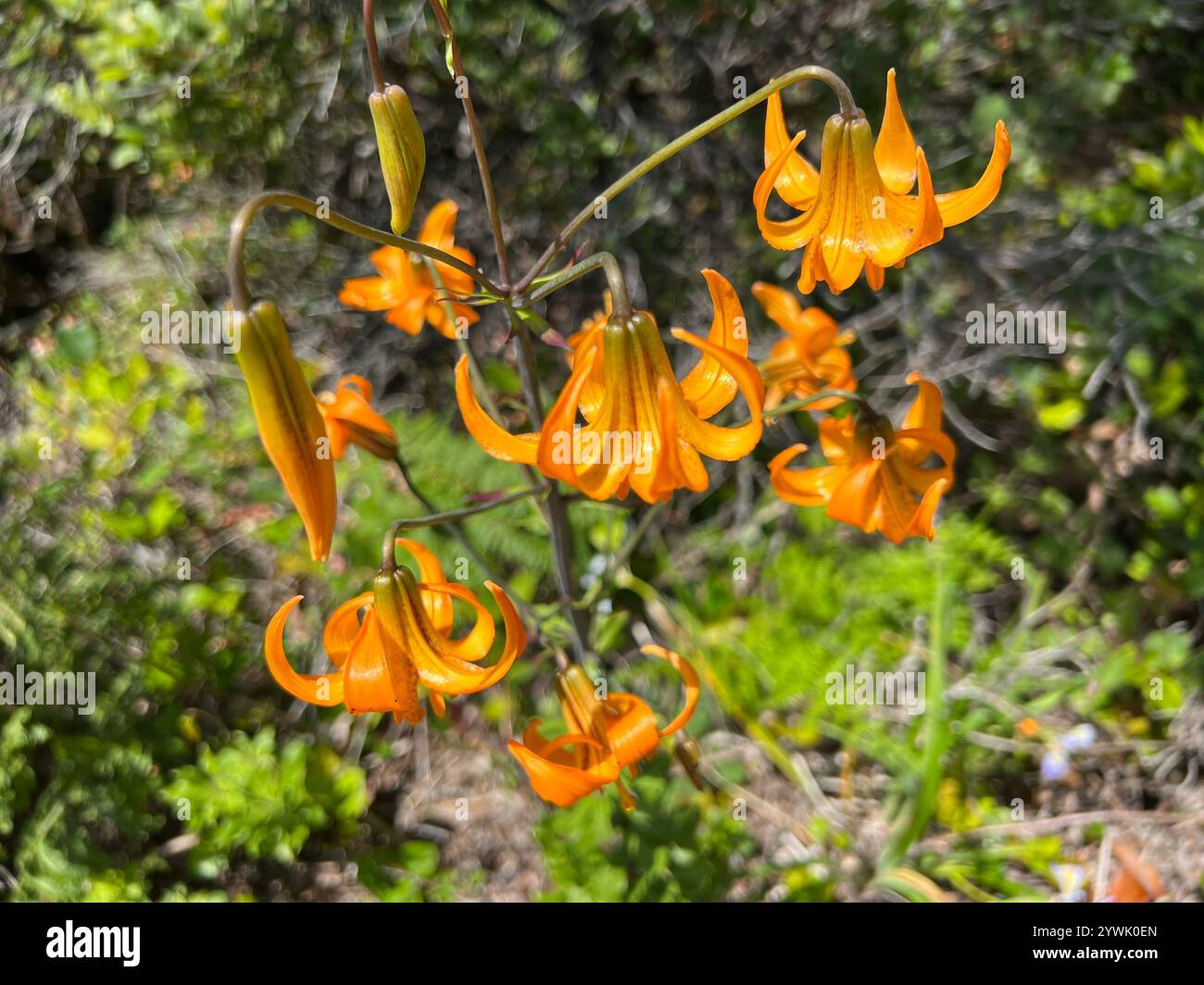 Columbia lily (Lilium columbianum Stock Photo - Alamy