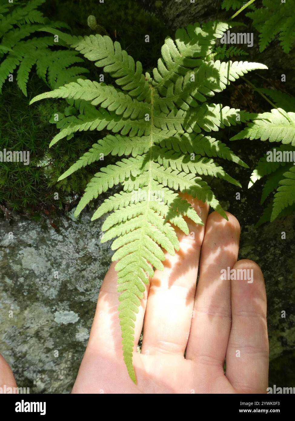 long beech fern (Phegopteris connectilis Stock Photo - Alamy
