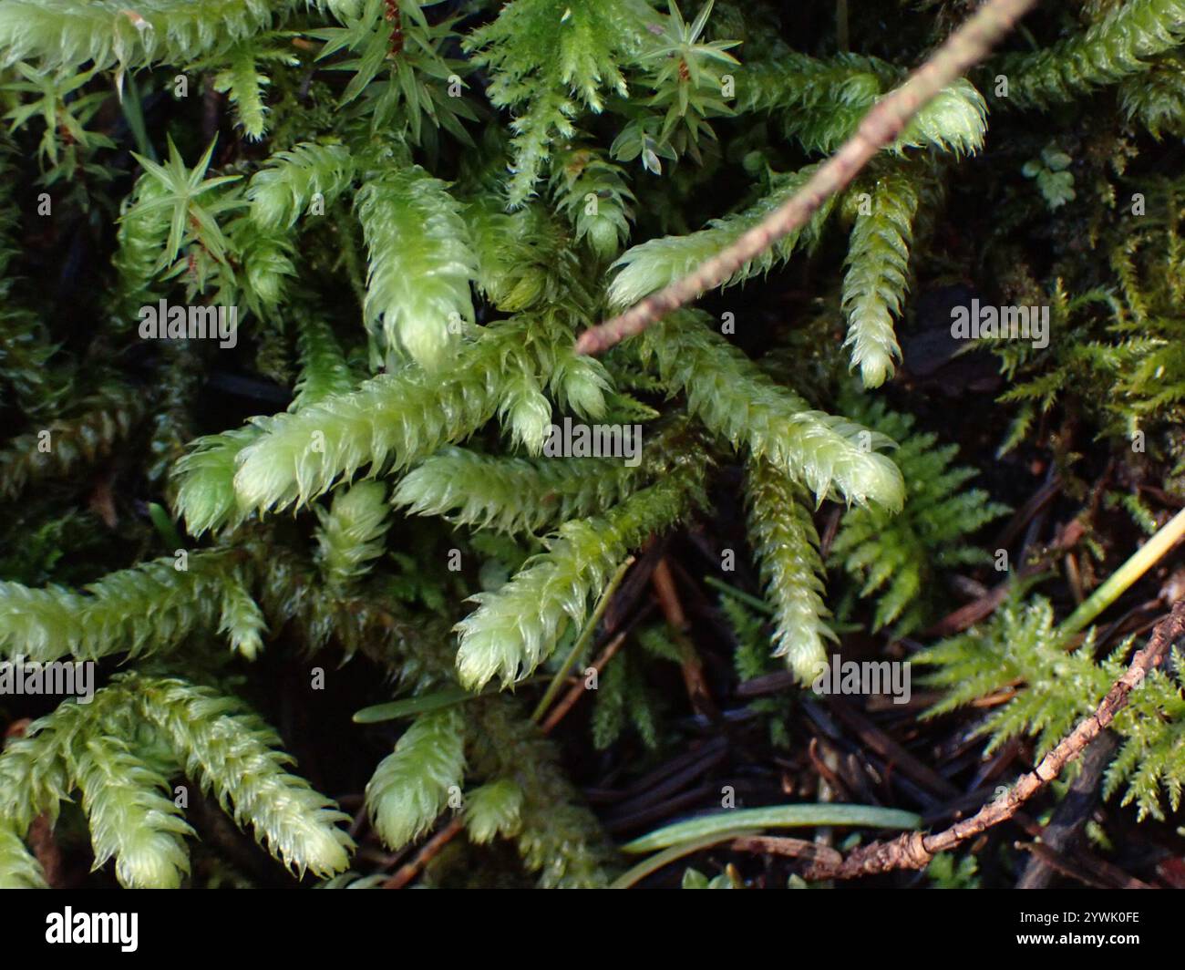 Pipecleaner Moss (Rhytidiopsis robusta Stock Photo - Alamy