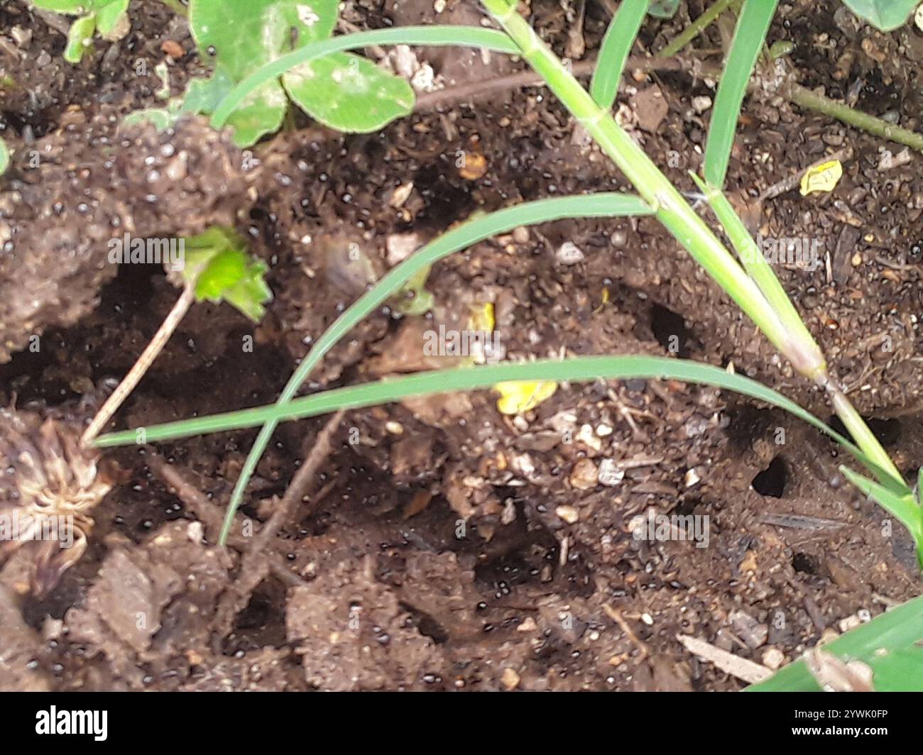 Hybrid Imported Fire Ant (Solenopsis invicta × richteri Stock Photo - Alamy