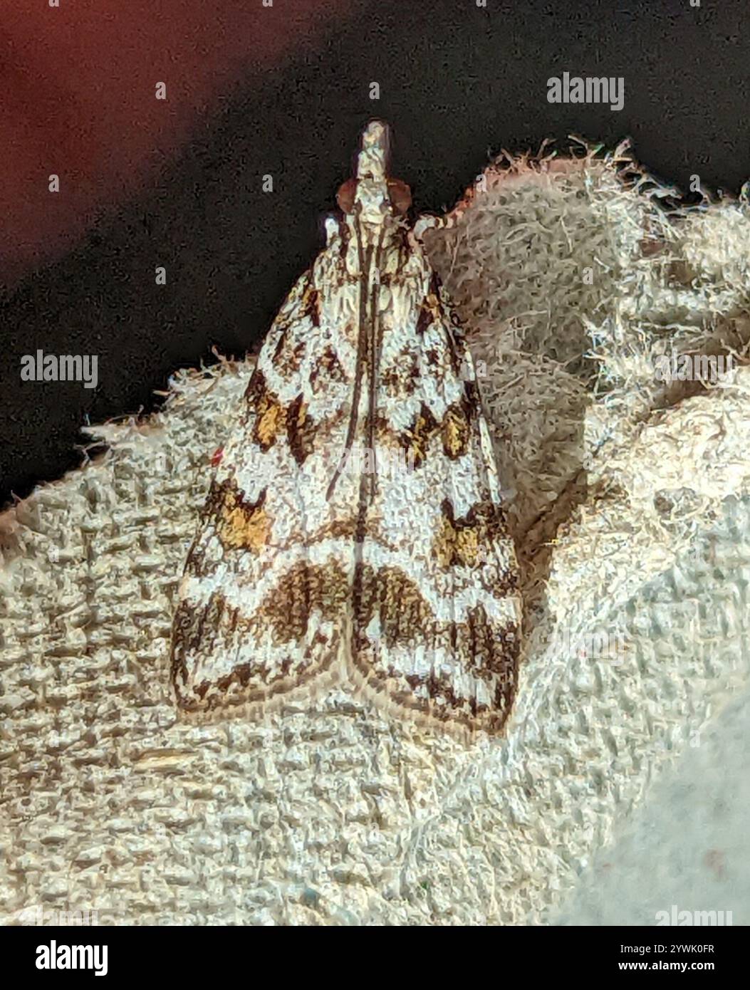 Meadow Grey (Scoparia pyralella Stock Photo - Alamy