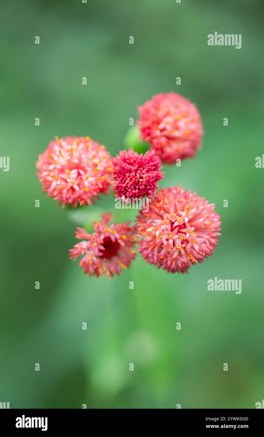 Red Tasselflower (Emilia fosbergii Stock Photo - Alamy