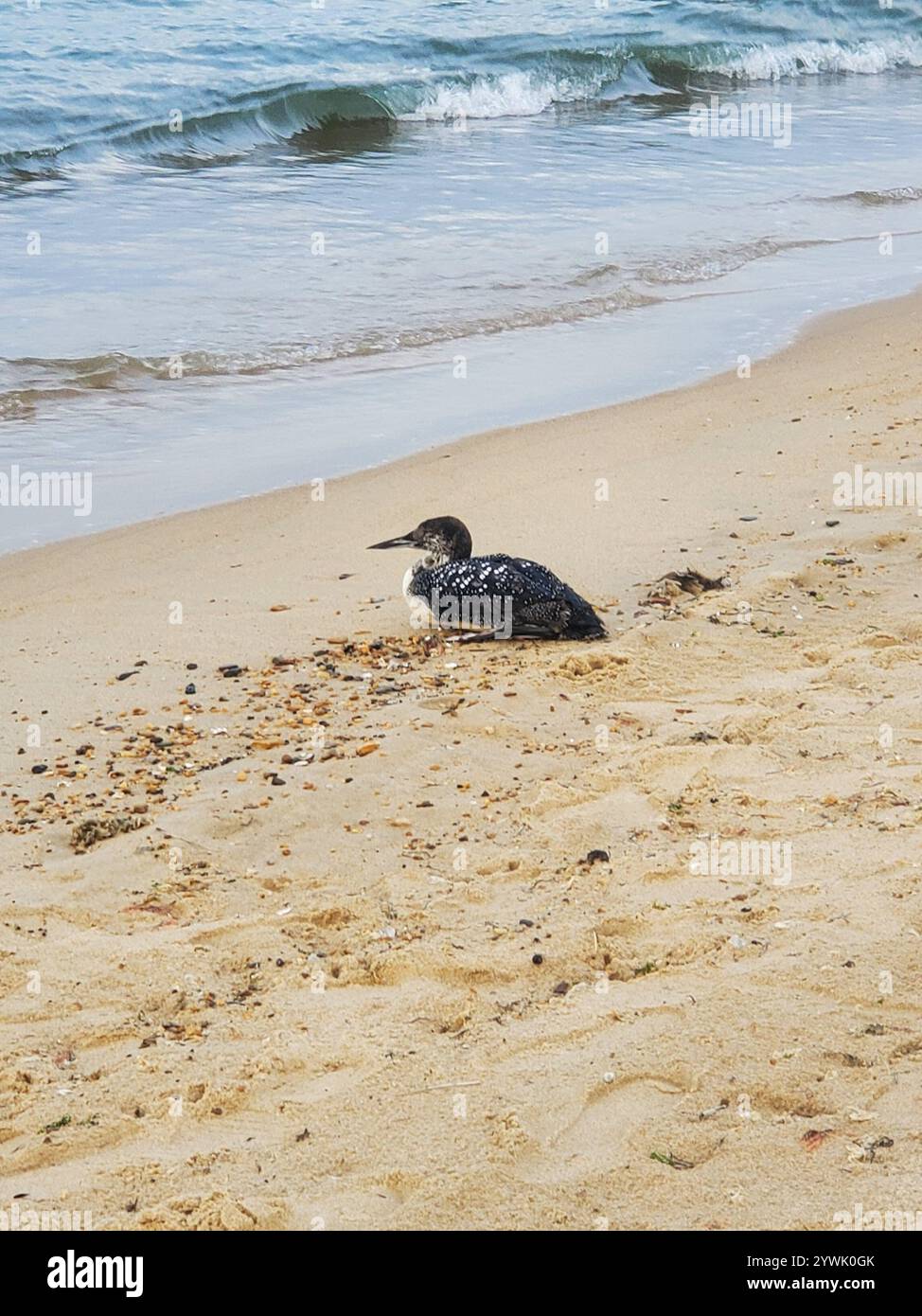 Common Loon (Gavia immer Stock Photo - Alamy