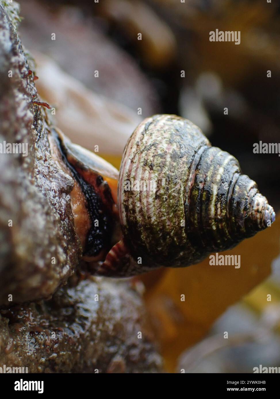 Blue-Ringed Top Snail (Calliostoma ligatum Stock Photo - Alamy