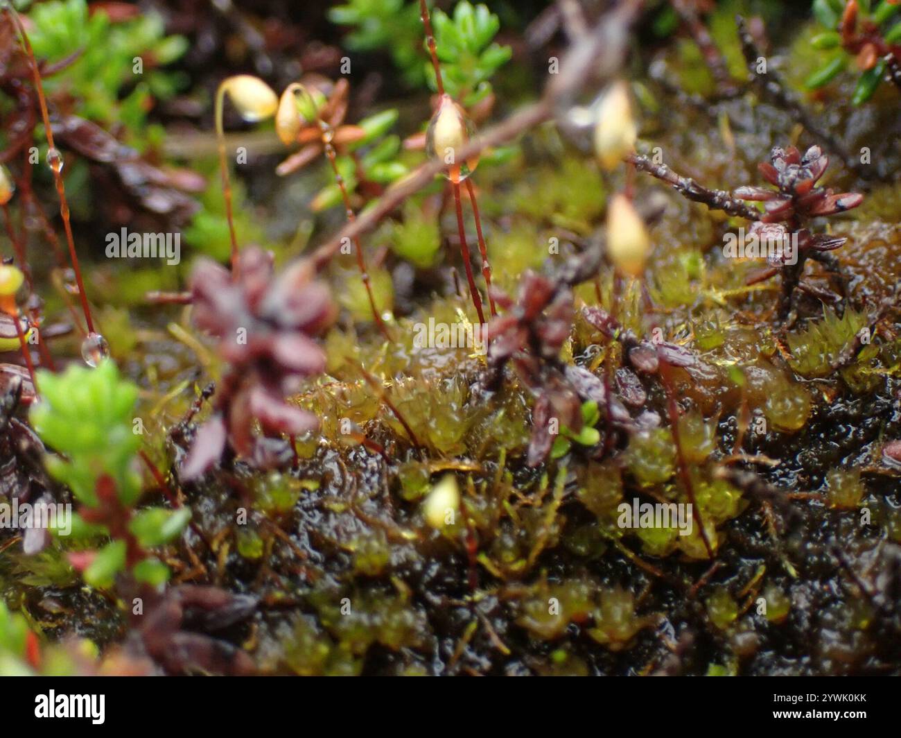 Capillary Thread-moss (Ptychostomum capillare Stock Photo - Alamy
