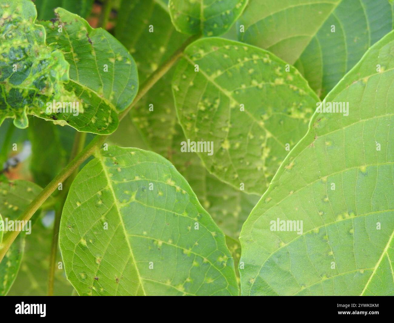 Walnut leaf gall mite hi-res stock photography and images - Alamy