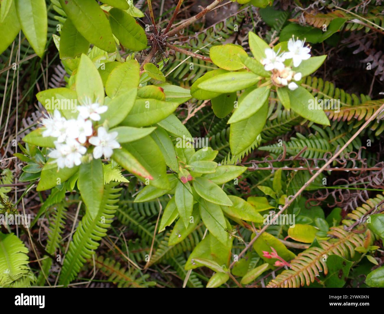 Western Labrador Tea (Rhododendron columbianum Stock Photo - Alamy