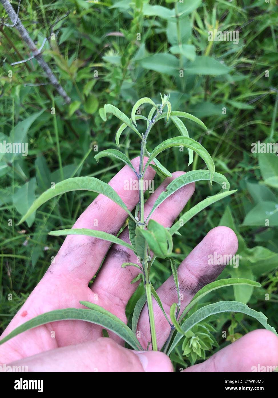 Prairie Sage (Salvia azurea grandiflora Stock Photo - Alamy
