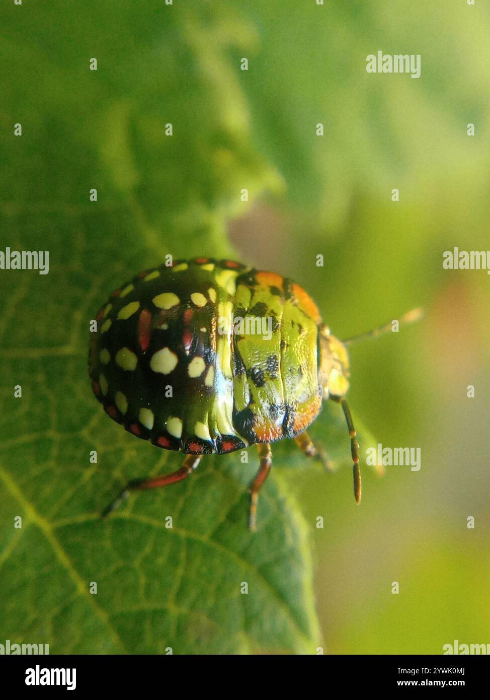 Southern Green Stink Bug (Nezara viridula Stock Photo - Alamy