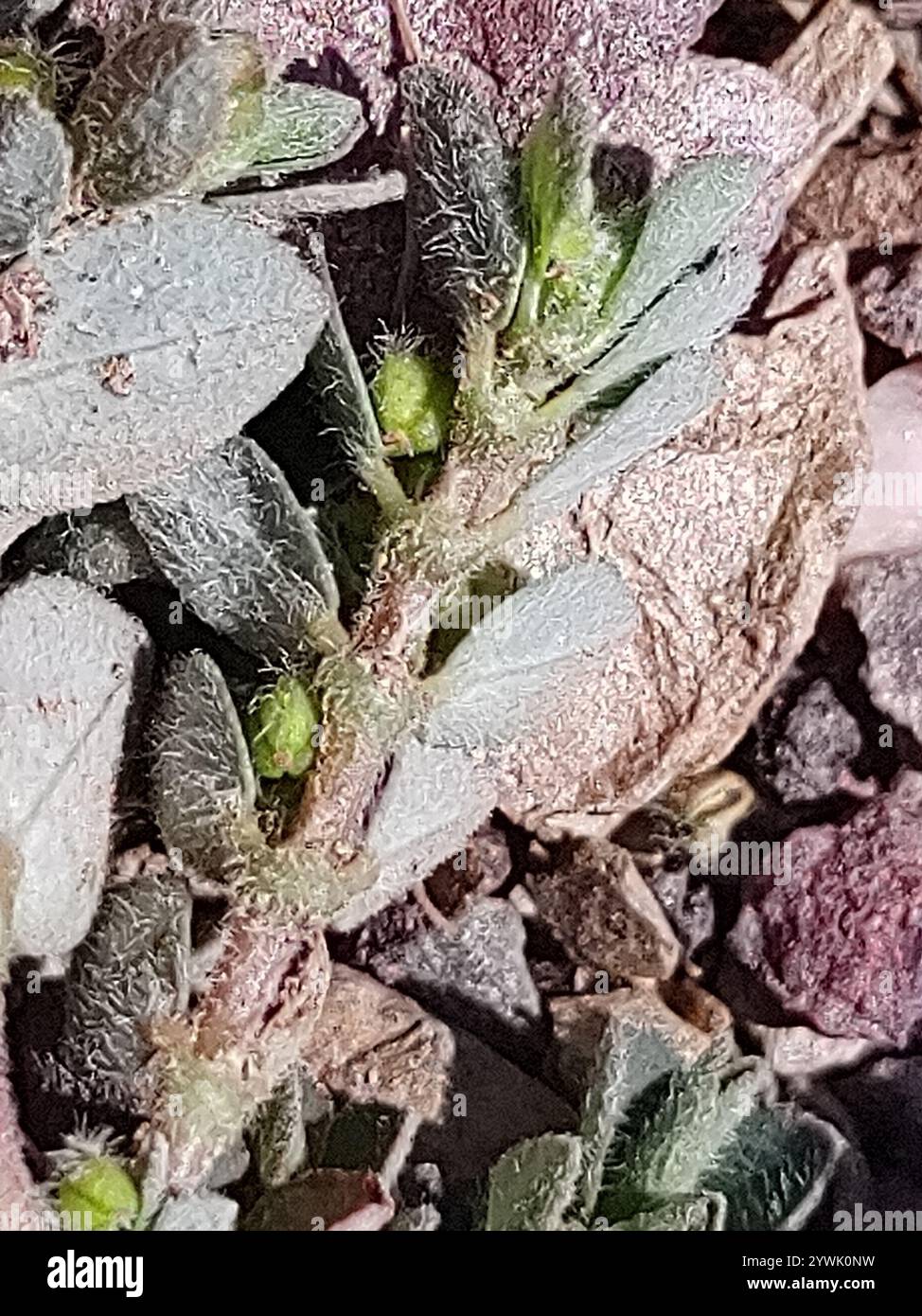 prostrate sandmat (Euphorbia prostrata Stock Photo - Alamy