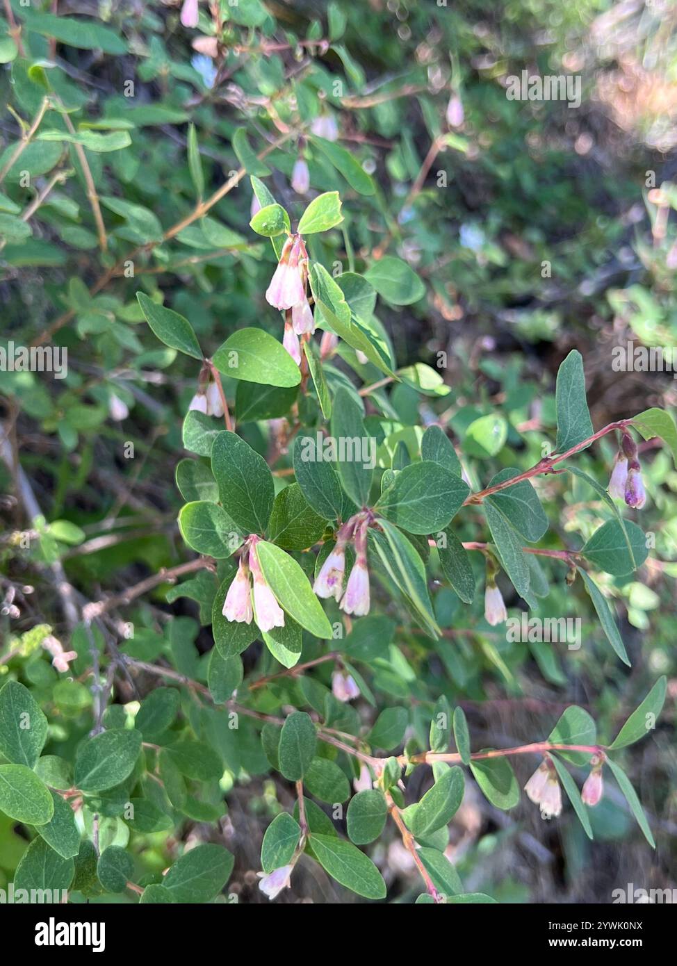 Rotundifolius hi-res stock photography and images - Alamy