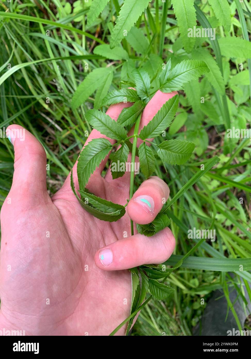 water hemlock (Cicuta maculata Stock Photo - Alamy