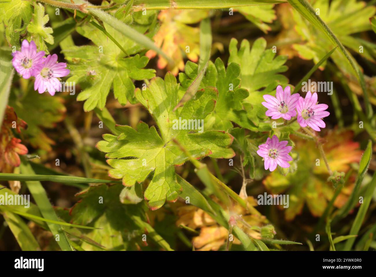 Dove's-foot crane's-bill (Geranium molle Stock Photo - Alamy