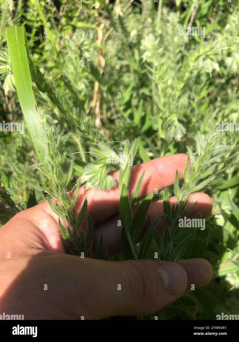 Soft-hair Marbleseed (Lithospermum bejariense Stock Photo - Alamy