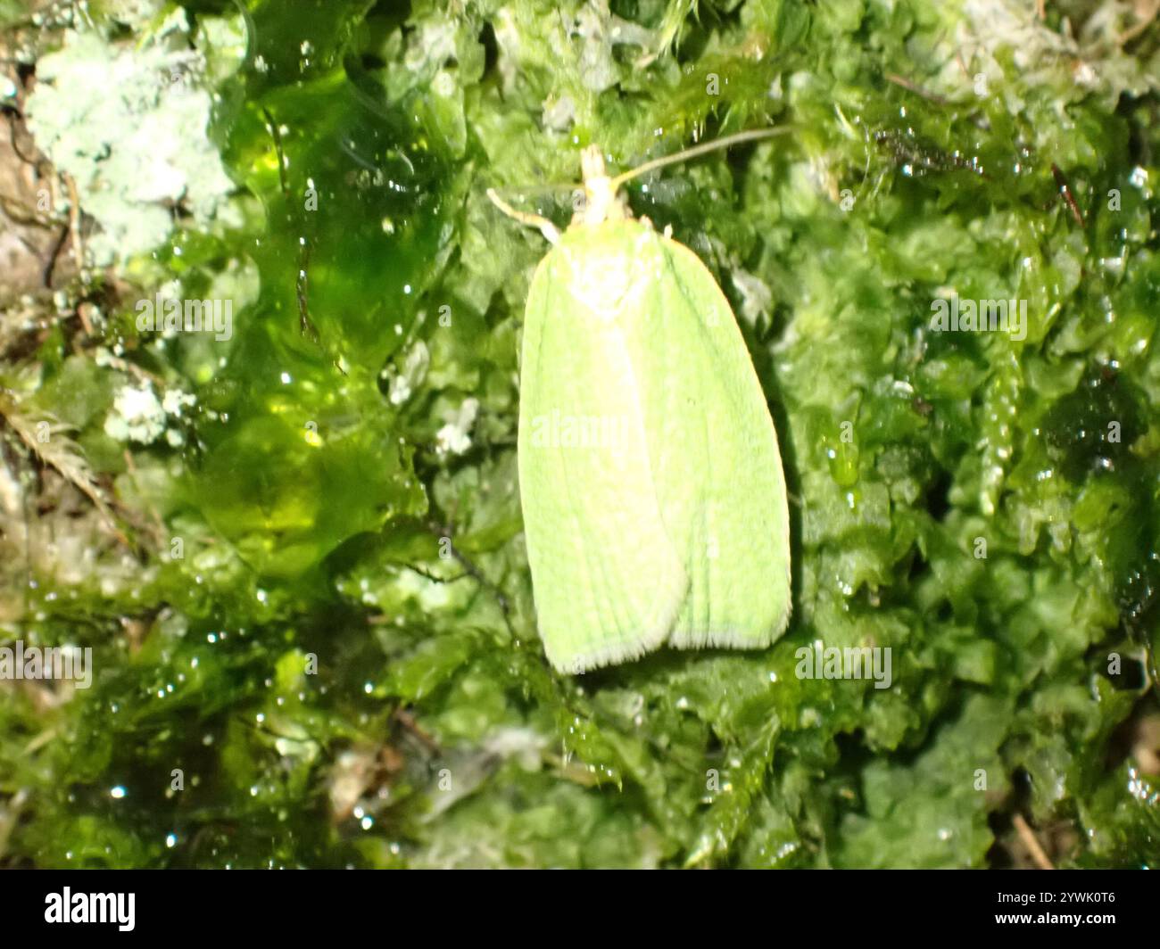 Green oak tortrix tortrix viridana hi-res stock photography and images ...