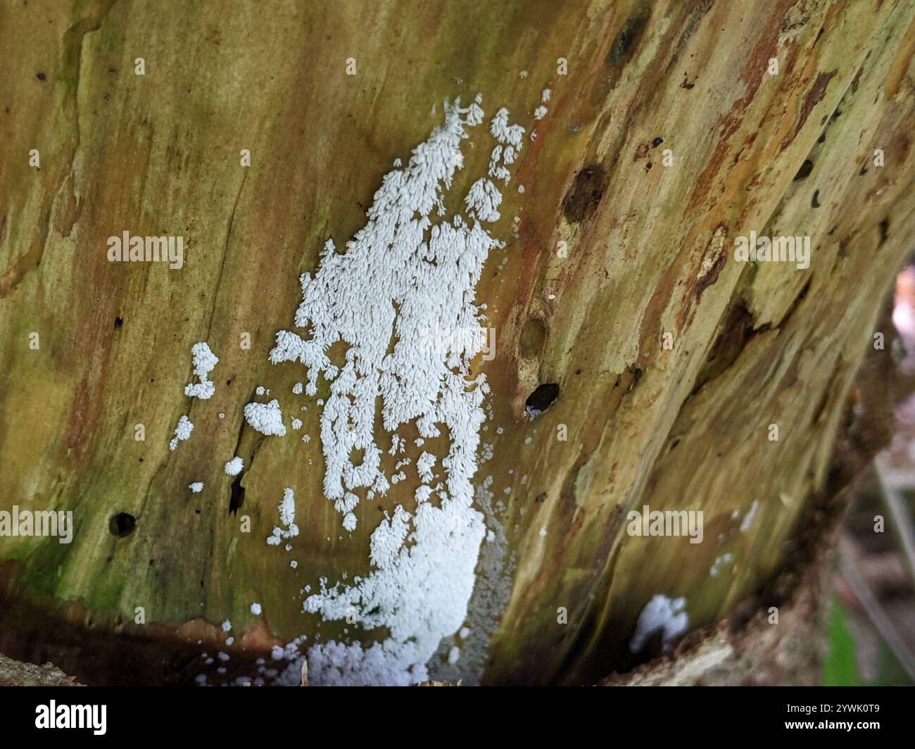 Common Coral Slime (Ceratiomyxa fruticulosa Stock Photo - Alamy