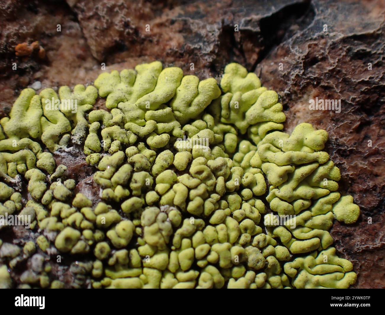 yellow map lichen (Rhizocarpon geographicum Stock Photo - Alamy