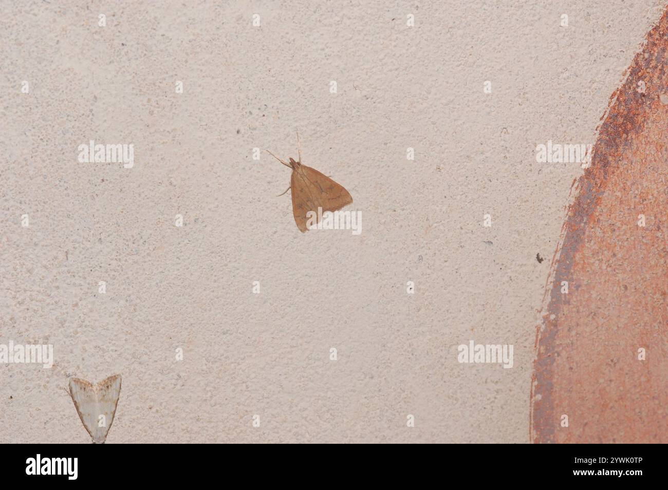 Leaftier moth hi-res stock photography and images - Alamy