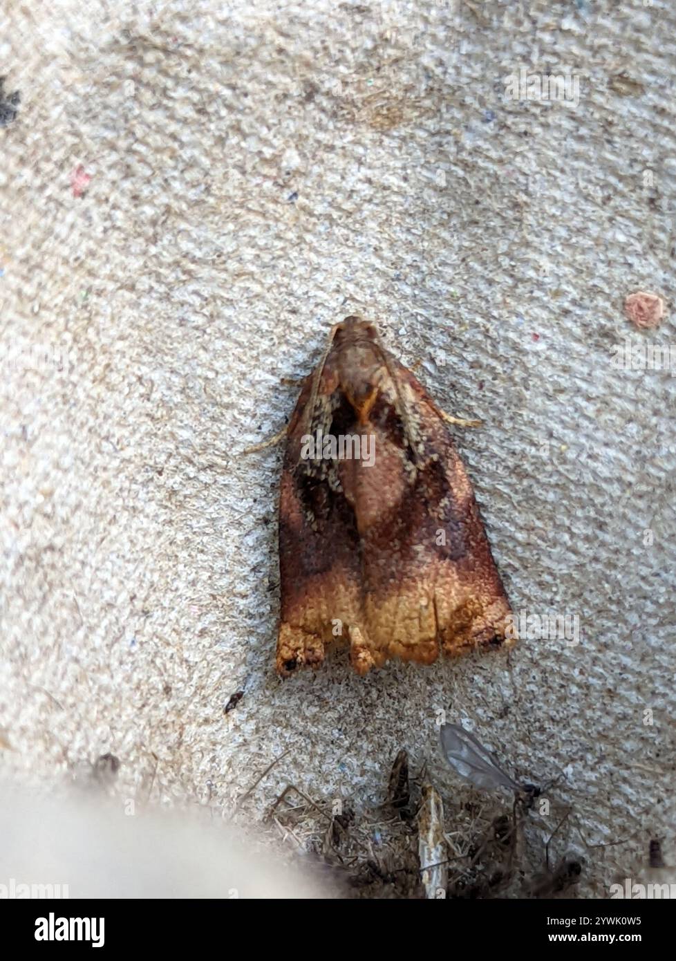 Archips podana hi-res stock photography and images - Alamy