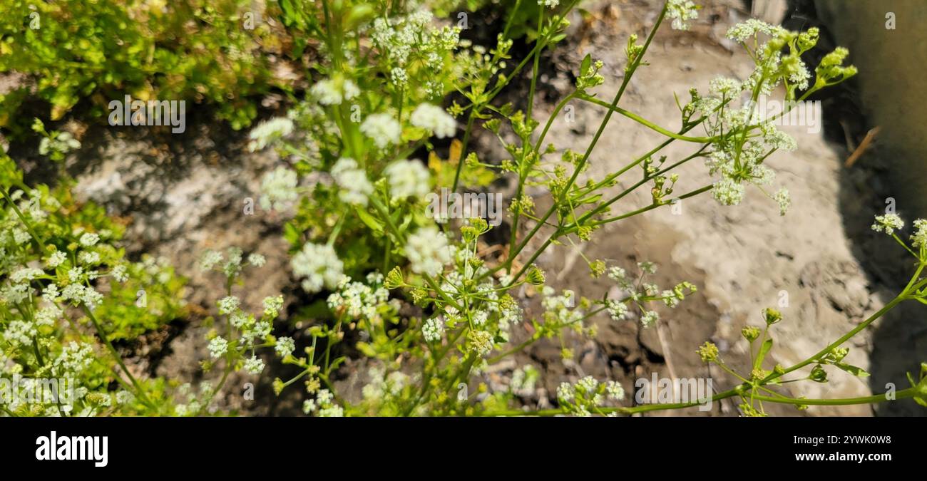 Celery (Apium graveolens Stock Photo - Alamy
