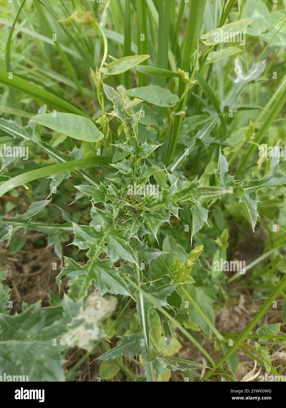 Broad winged thistle hi-res stock photography and images - Alamy