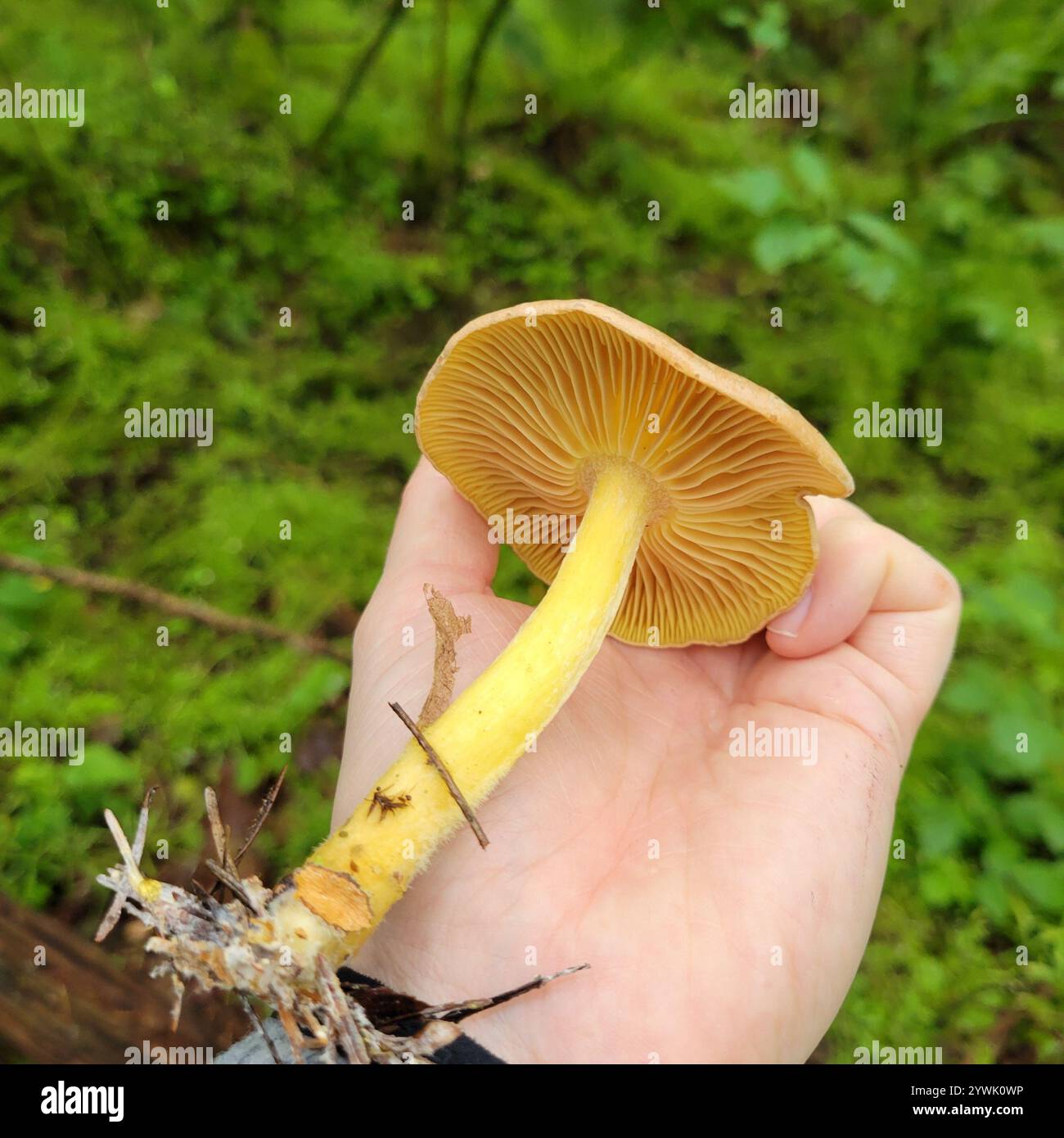Wood Woolly-foot (Collybiopsis peronata Stock Photo - Alamy