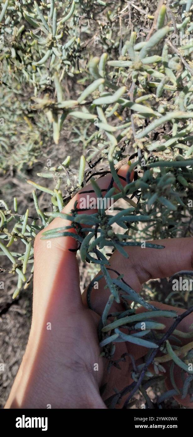 Jume (Suaeda divaricata Stock Photo - Alamy